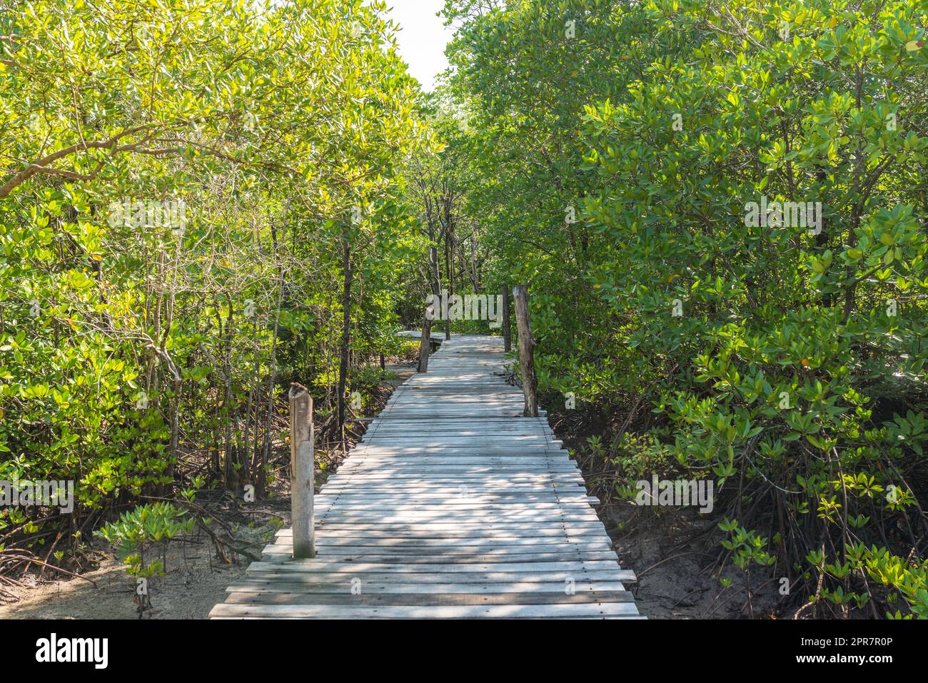 Walk through the mangroves of Ko Phayam Stock Photo - Alamy