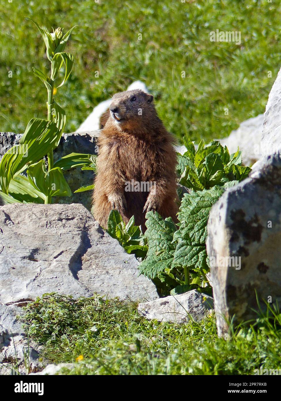 Alpine marmot (Marmota marmota) in high mountains in Bavaria, Germany Stock Photo - Alamy