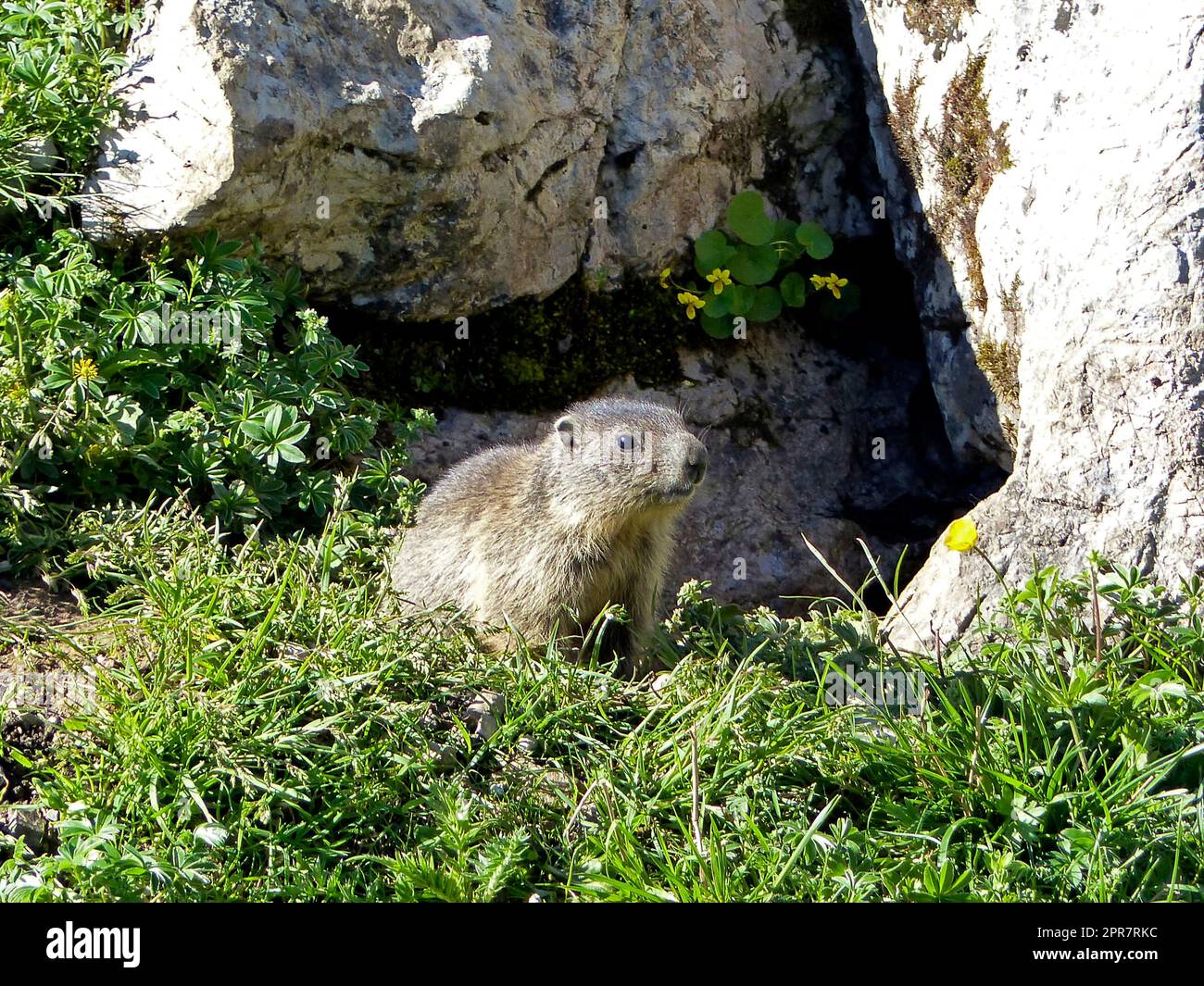 Alpine marmot (Marmota marmota) in high mountains in Bavaria, Germany Stock Photo - Alamy