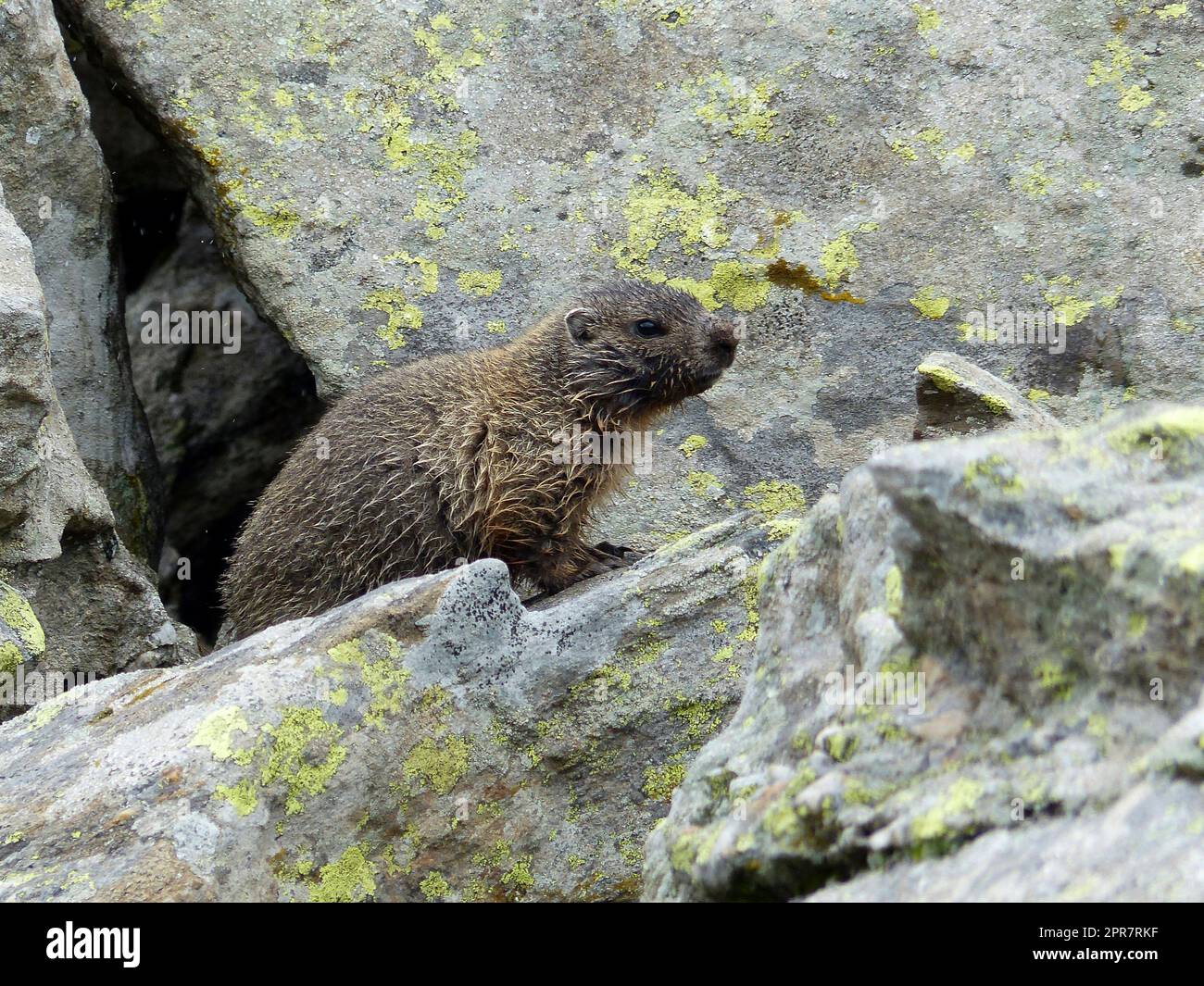 Berlin ridgeway hi-res stock photography and images - Alamy