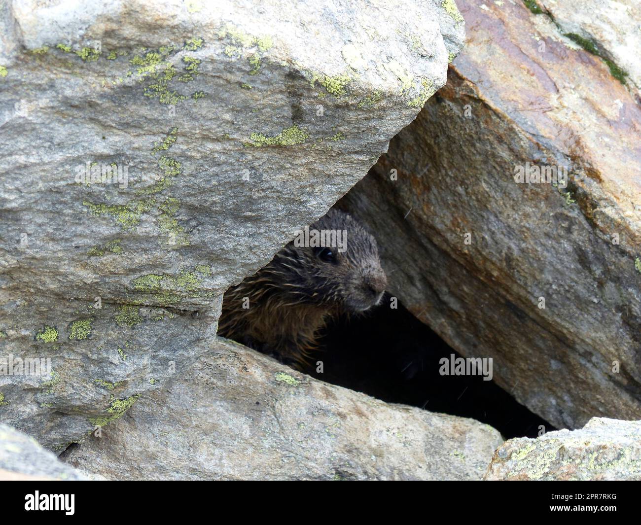Alpine marmot in a cave in the high mountains in Austria Stock Photo ...