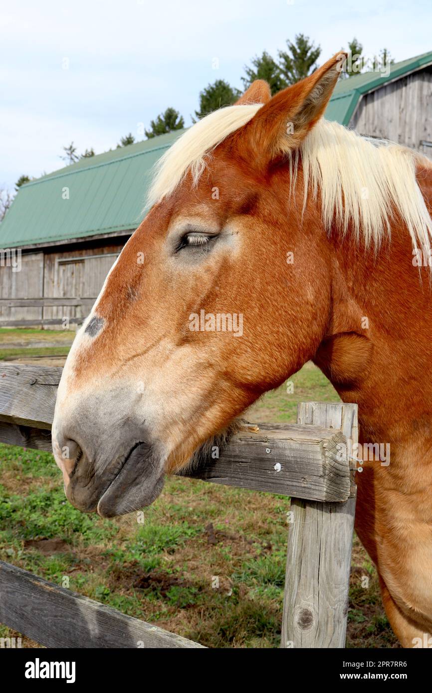 belgian draft horse in paddock Stock Photo - Alamy
