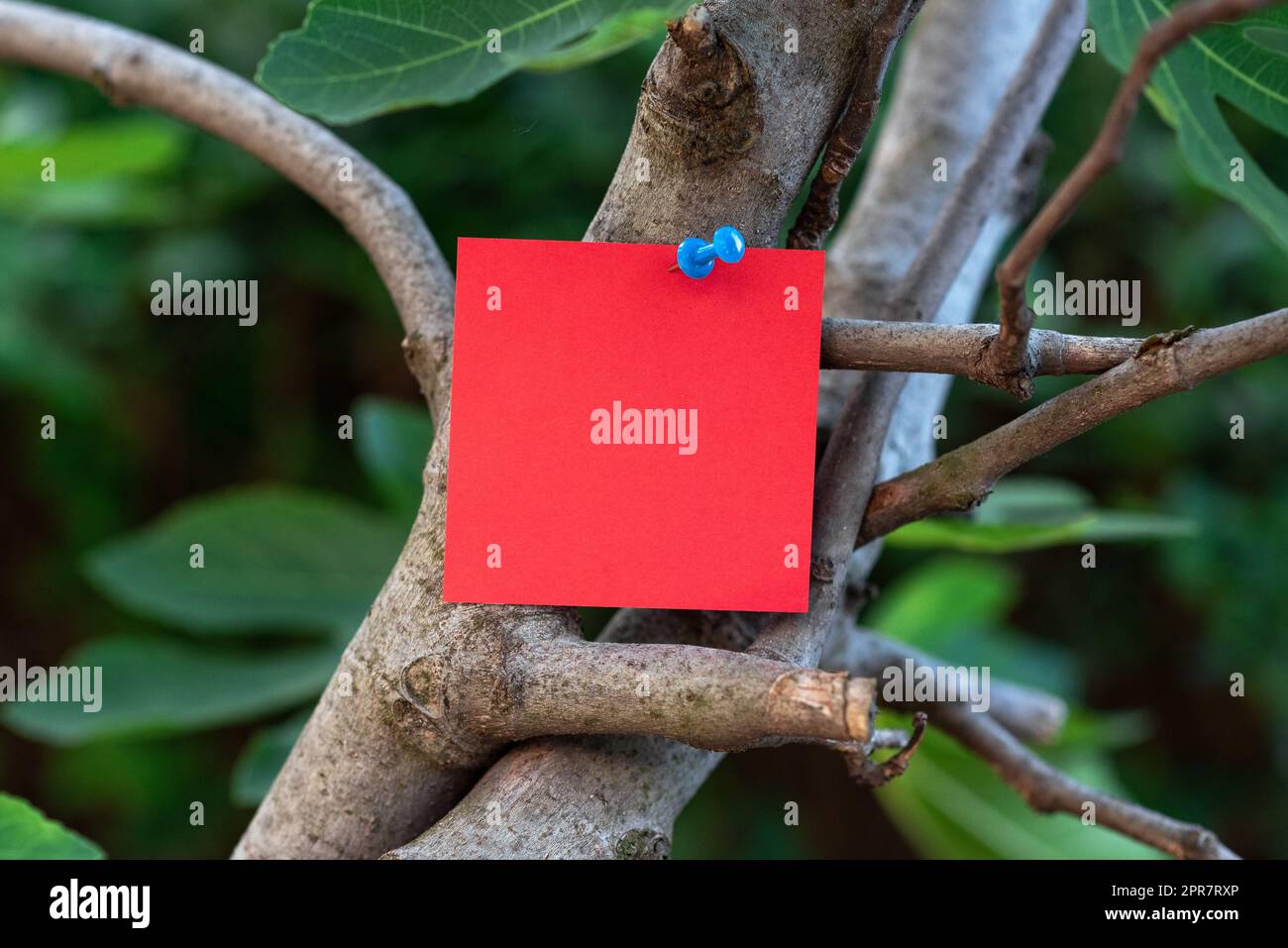 Blank tree hi-res stock photography and images - Alamy