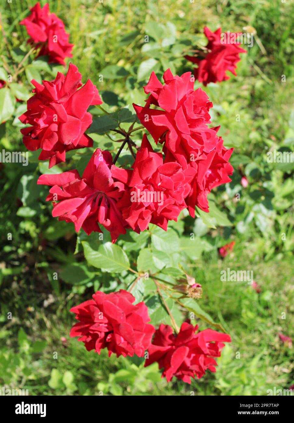 beautiful bushes of red roses Stock Photo - Alamy