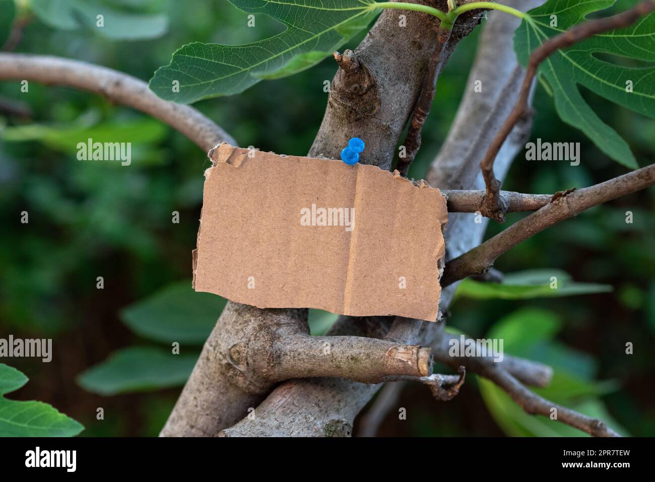 Blank paper pinned on tree hi-res stock photography and images - Alamy