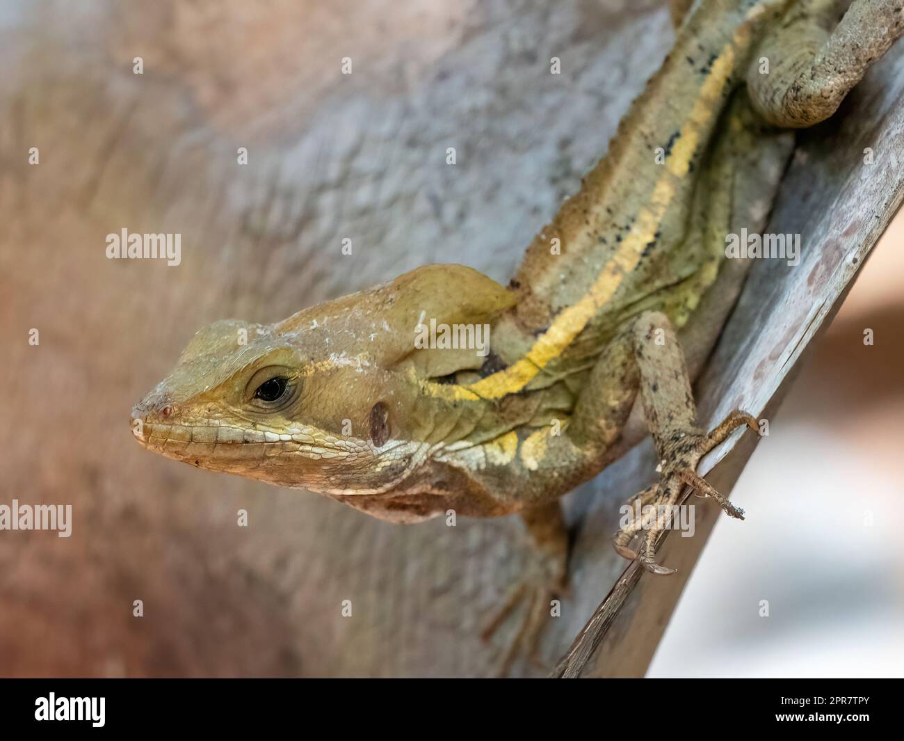 A closeup of a brown anole lizard crawling on a tree bark Stock Photo ...
