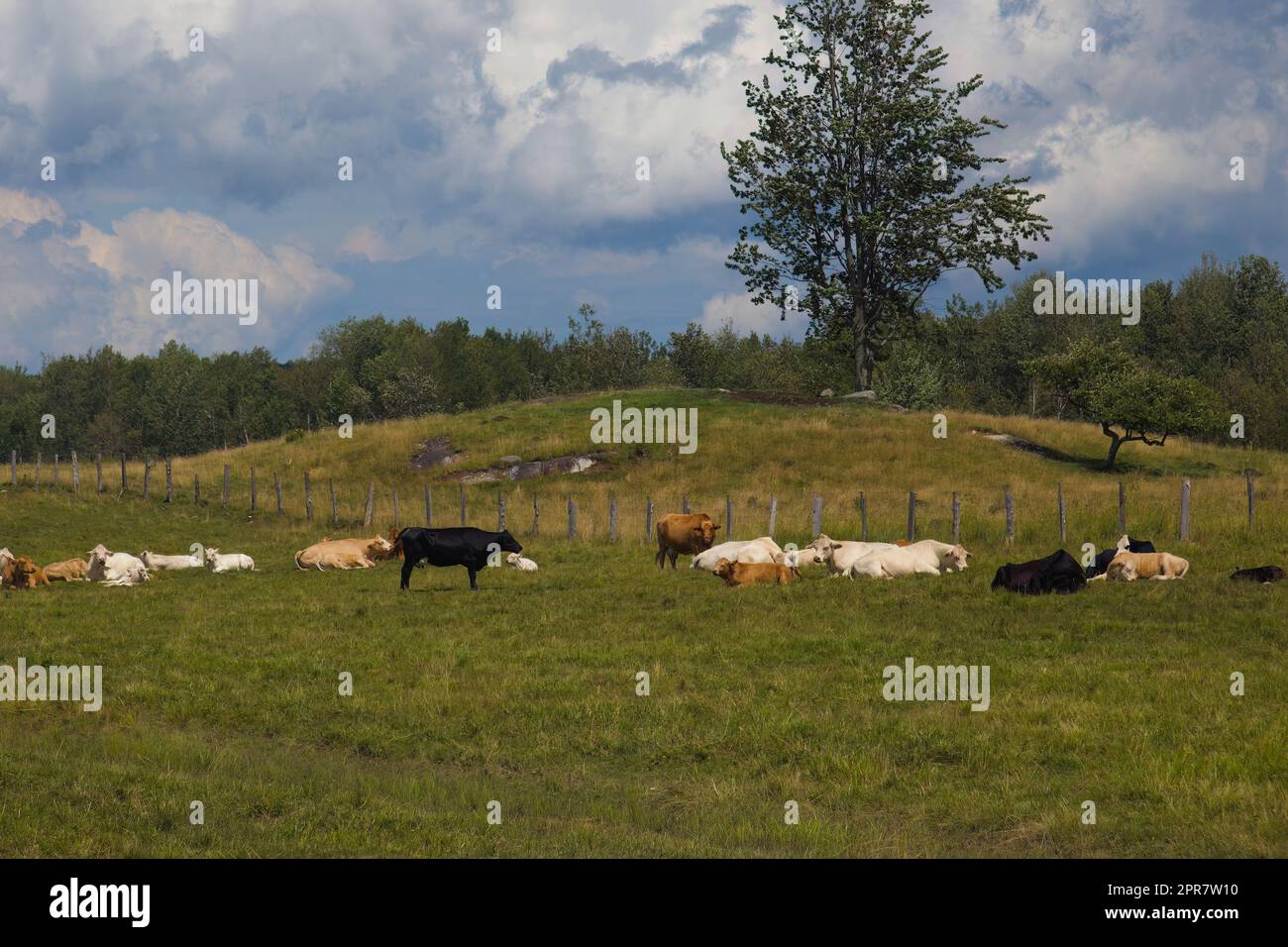 cow herd resting in a field panoramic landscape green meadow dairy farm ...