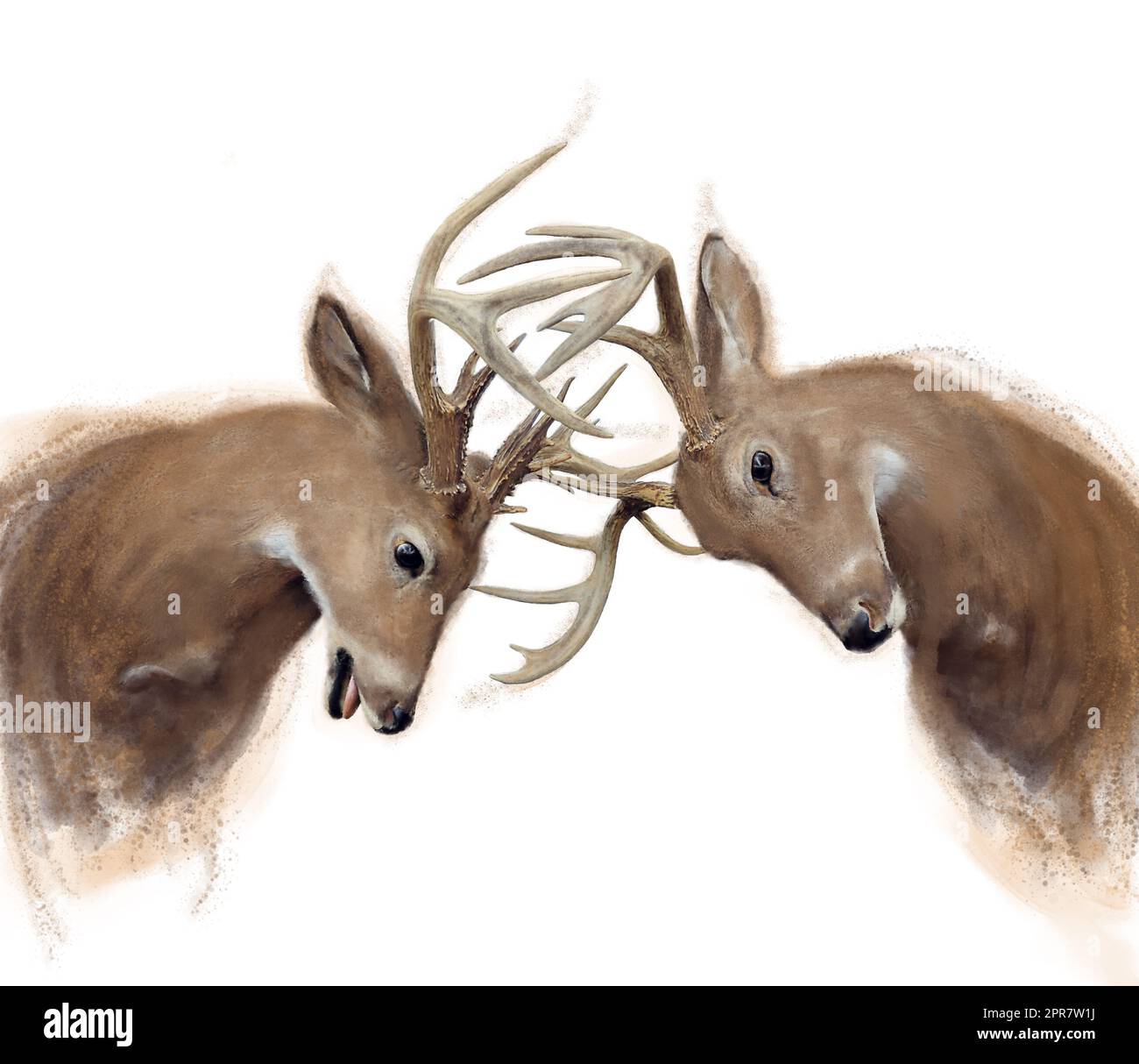 Watercolor of two Deer Buck on White Stock Photo - Alamy