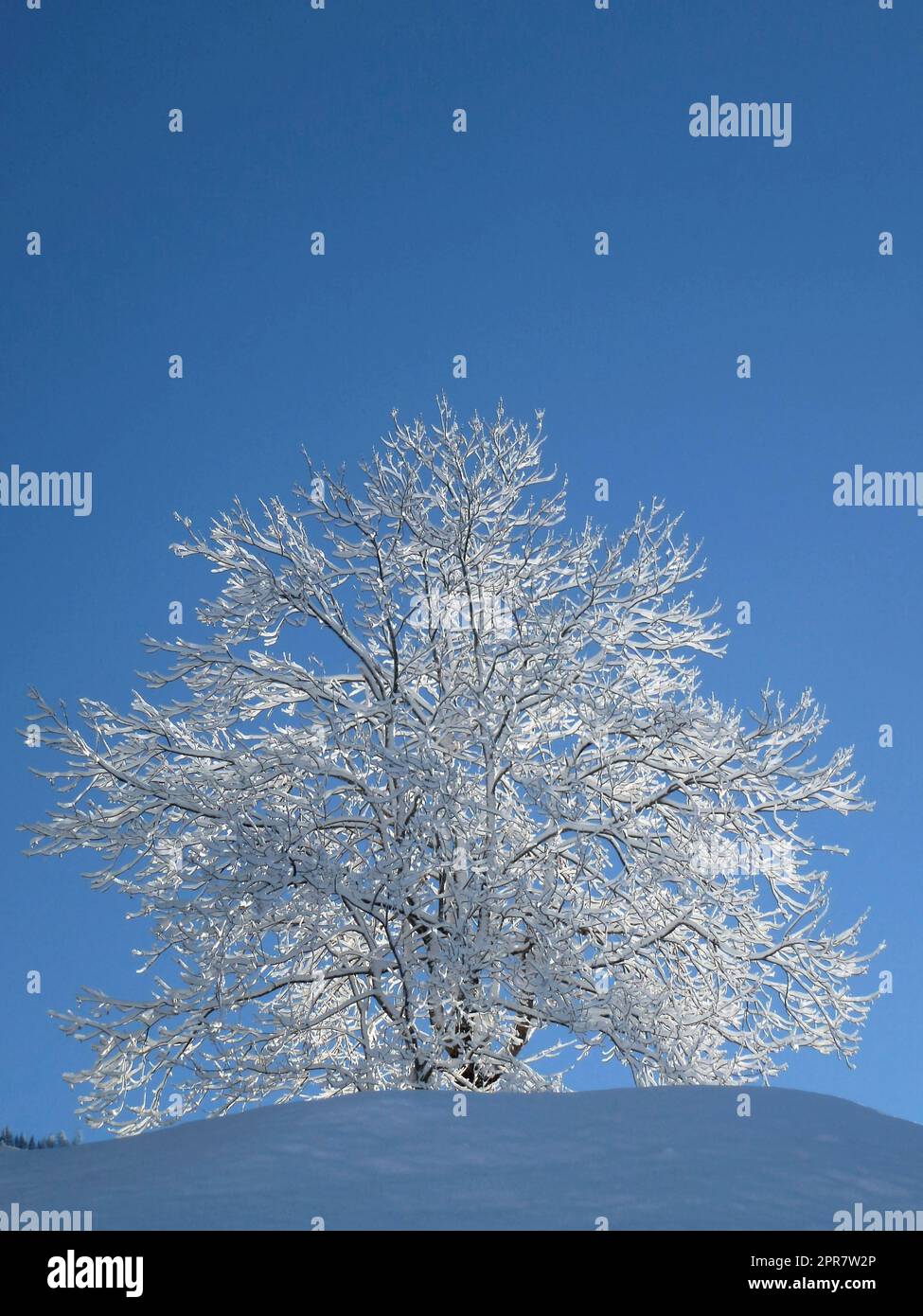 Hoher frassen hi-res stock photography and images - Alamy