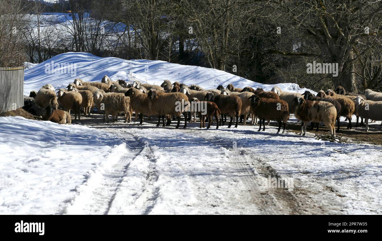 Herd of mountain sheep (Ovis aries) on the trail Stock Photo - Alamy
