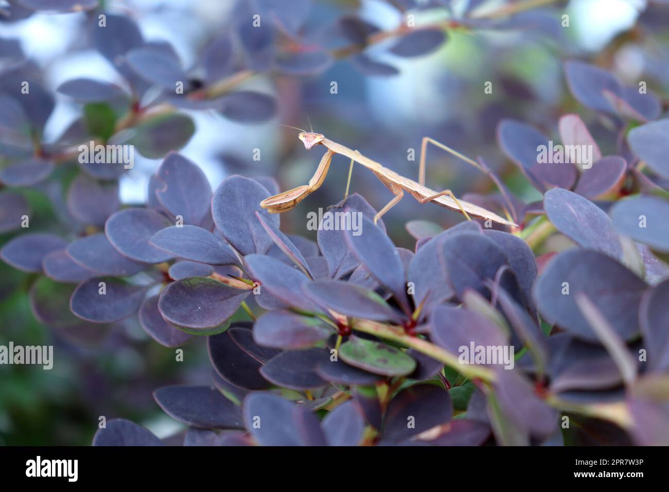 Brown praying mantis looking at camera Stock Photo - Alamy