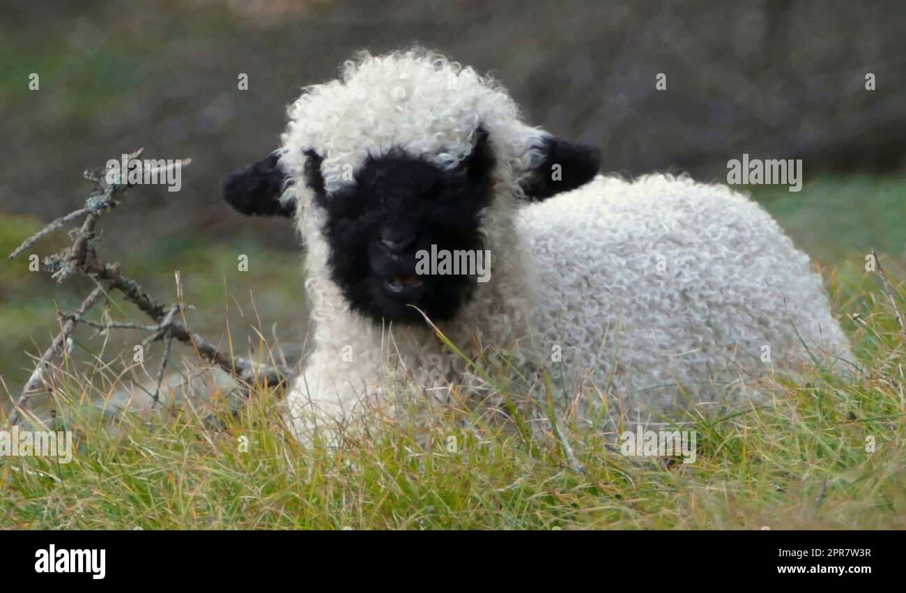 Valais sheep hi-res stock photography and images - Alamy