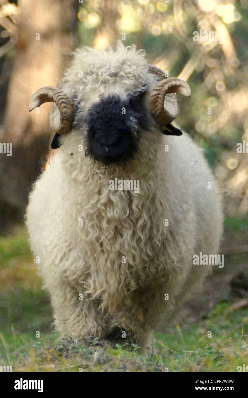 Valais sheep hi-res stock photography and images - Alamy