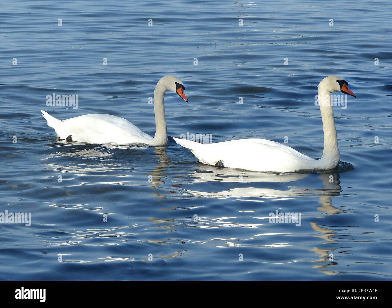 Swan two swans lake hi-res stock photography and images - Alamy