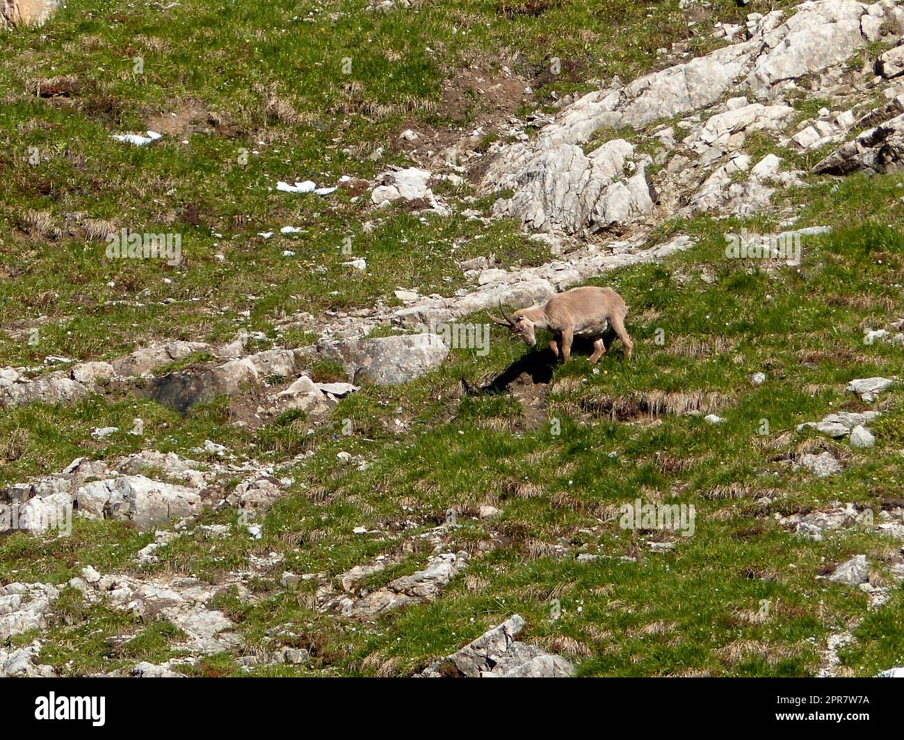Young Alpine ibex (Capra ibex) grazes in the high mountains Stock Photo ...