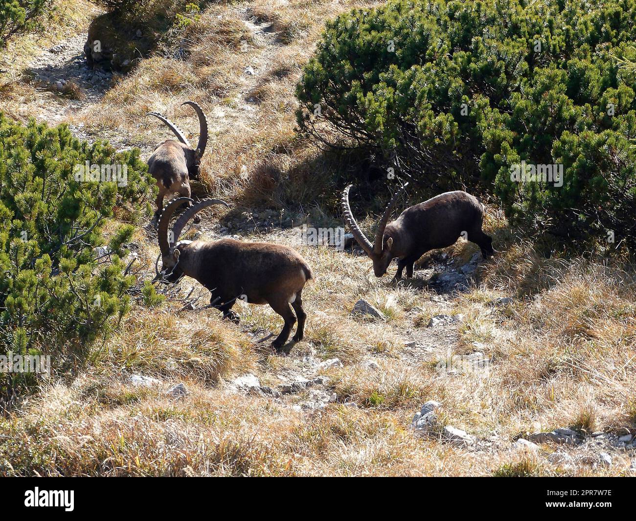 Group of Alpine ibex (Capra ibex) in the high mountains Stock Photo - Alamy