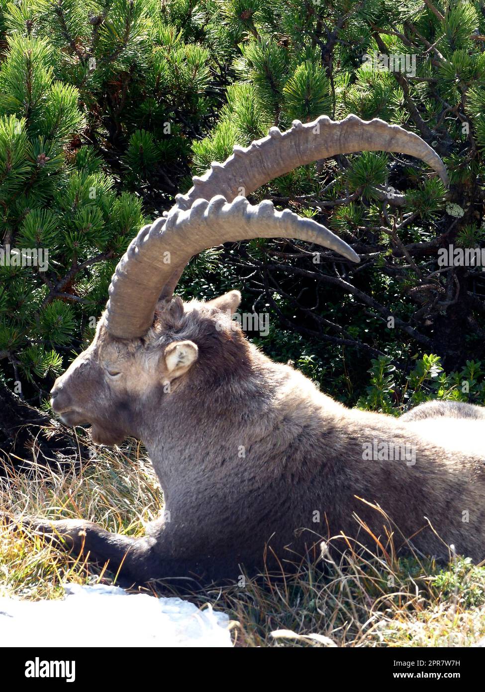 Alpine ibex capra ibex bucks hi-res stock photography and images - Alamy