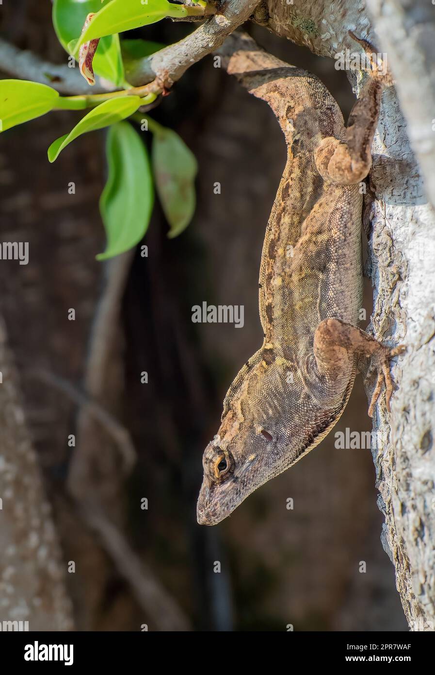 A closeup of a brown anole lizard crawling on a tree bark Stock Photo ...