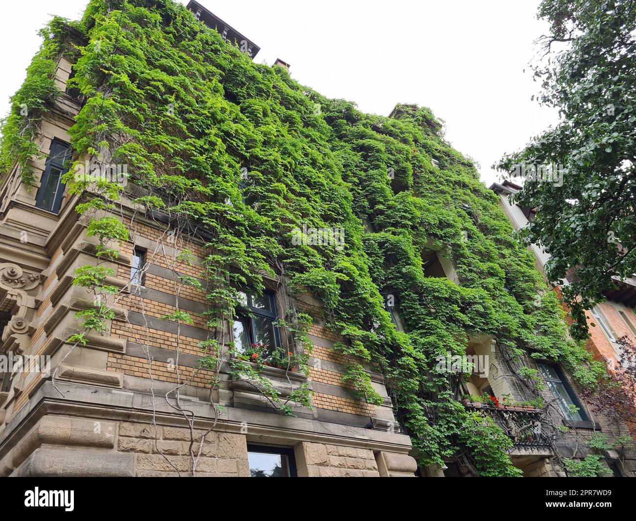 Ivy on a residential building in the city Stock Photo - Alamy