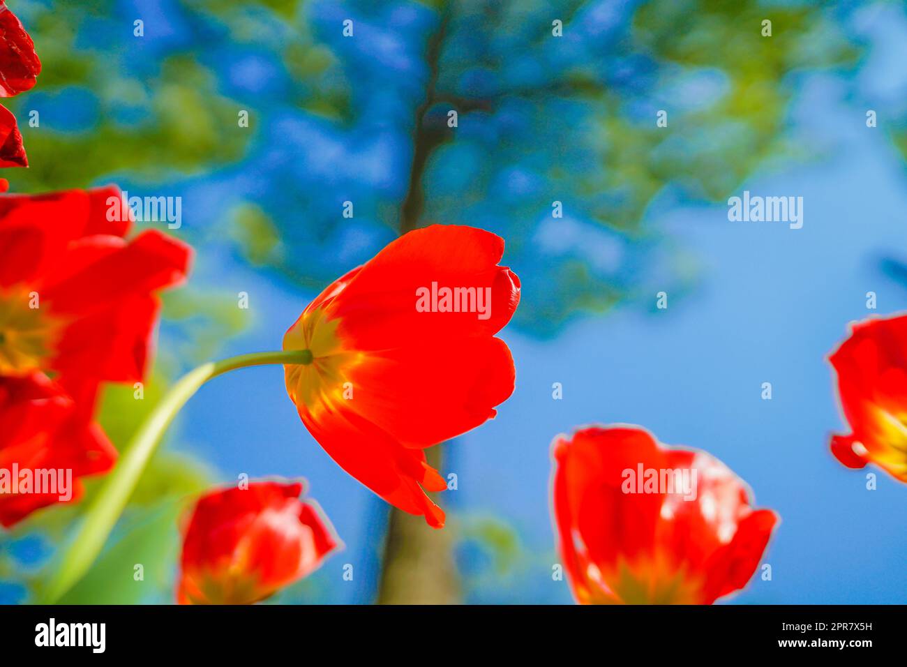 Fairy tale pink tulip hi-res stock photography and images - Alamy