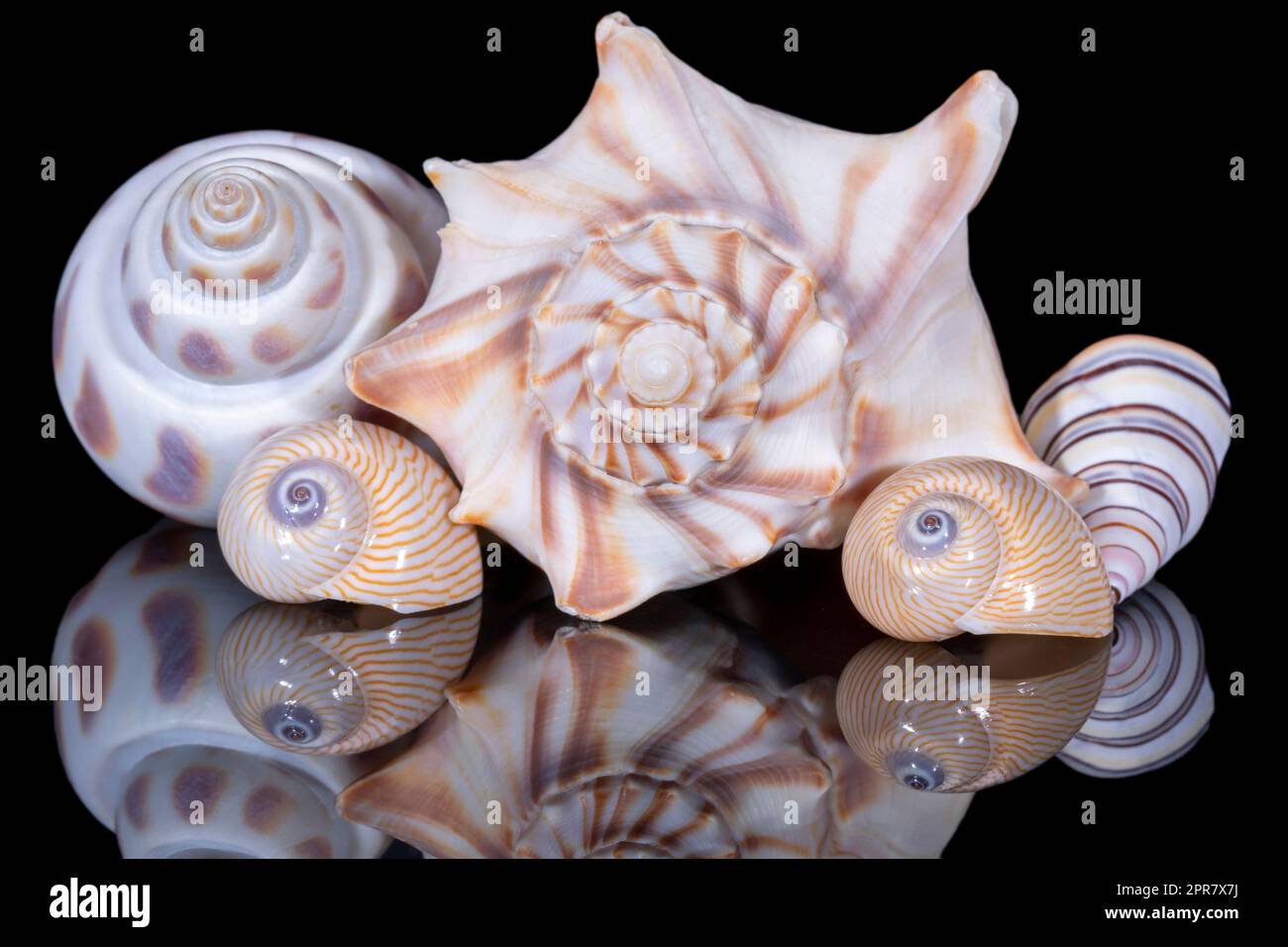 A group of various sea shells isolated on a black background, mirror ...