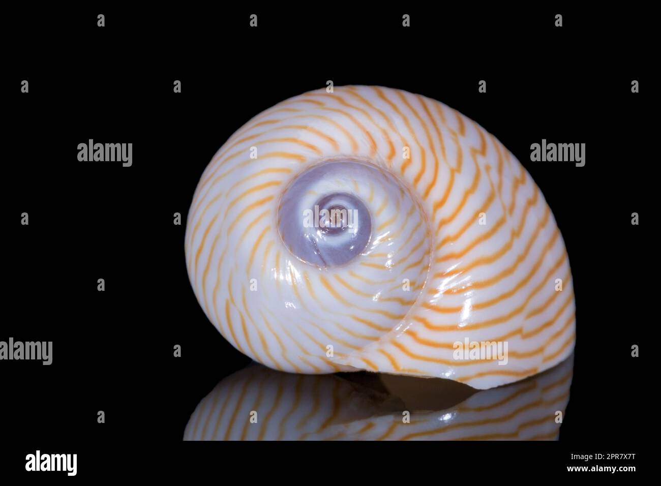 Sea shell of marine snail isolated on black background, reflection ...