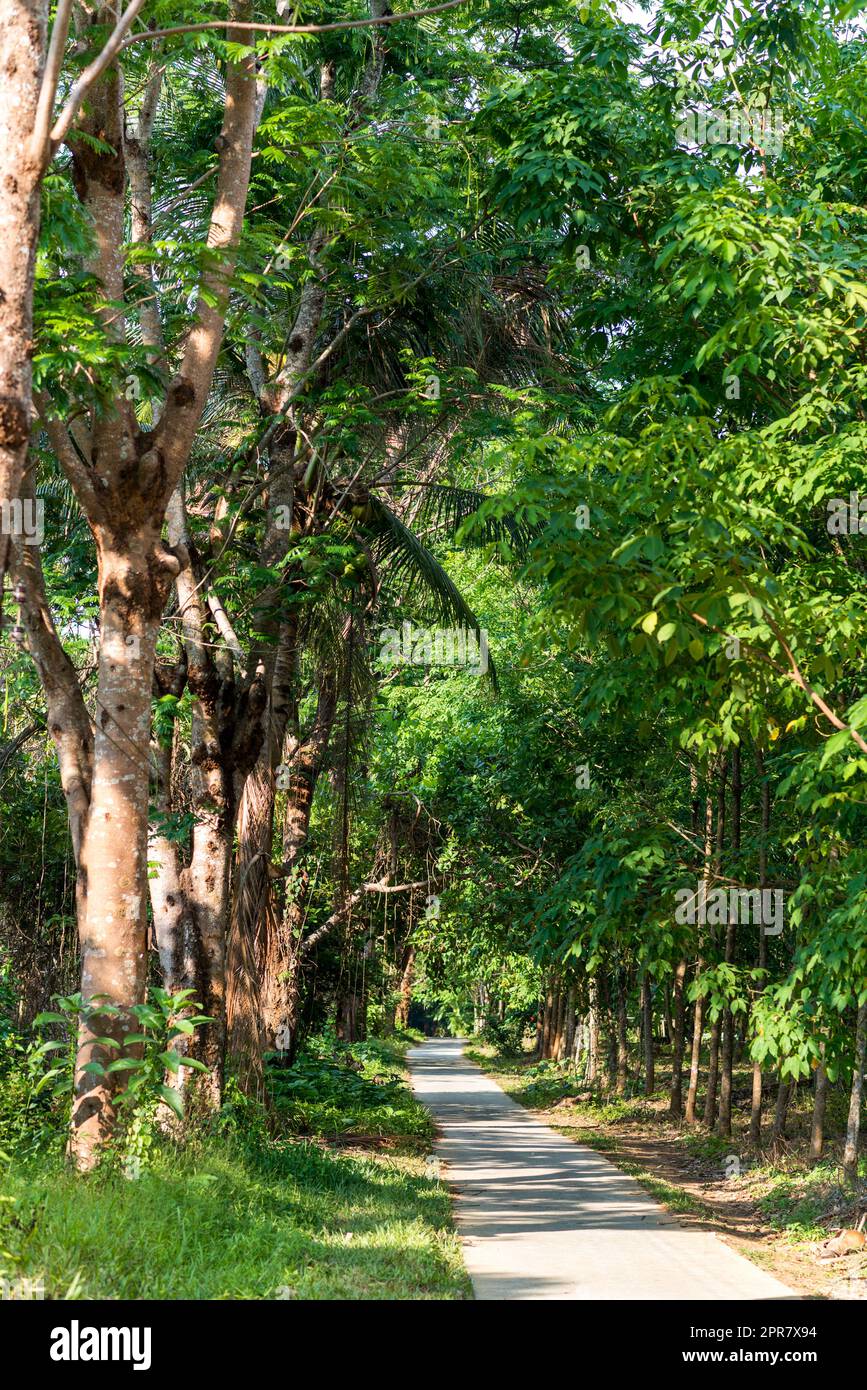 Plantations of rubber- and cashew trees on the island Ko Phayam in ...