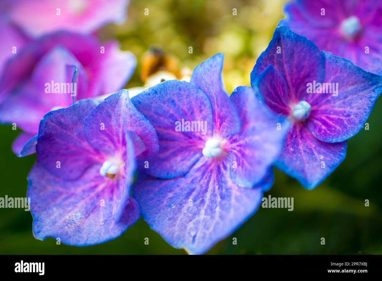 Close up purple hydrangea flowers hi-res stock photography and images ...