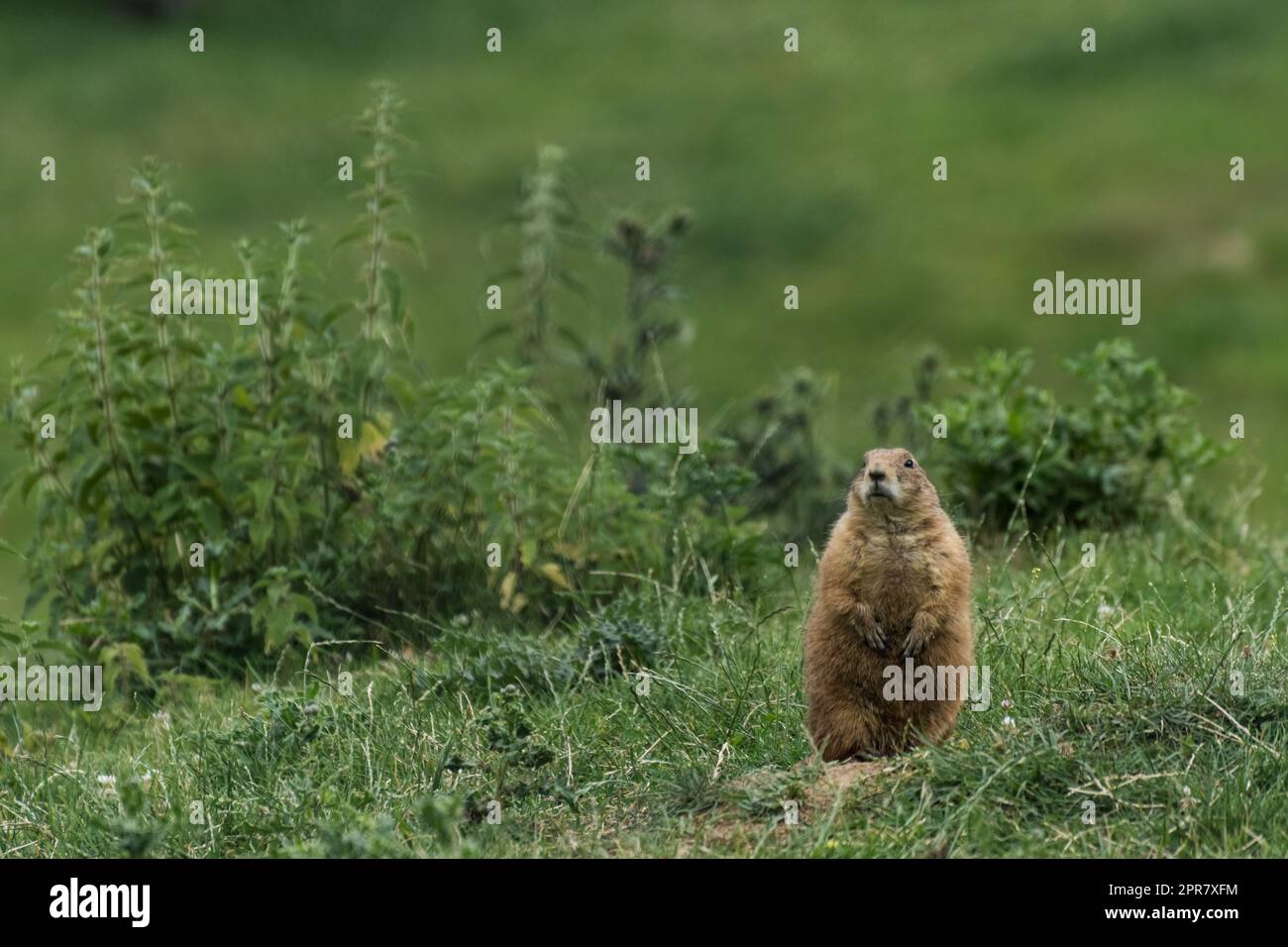 Little wolf horse hi-res stock photography and images - Alamy