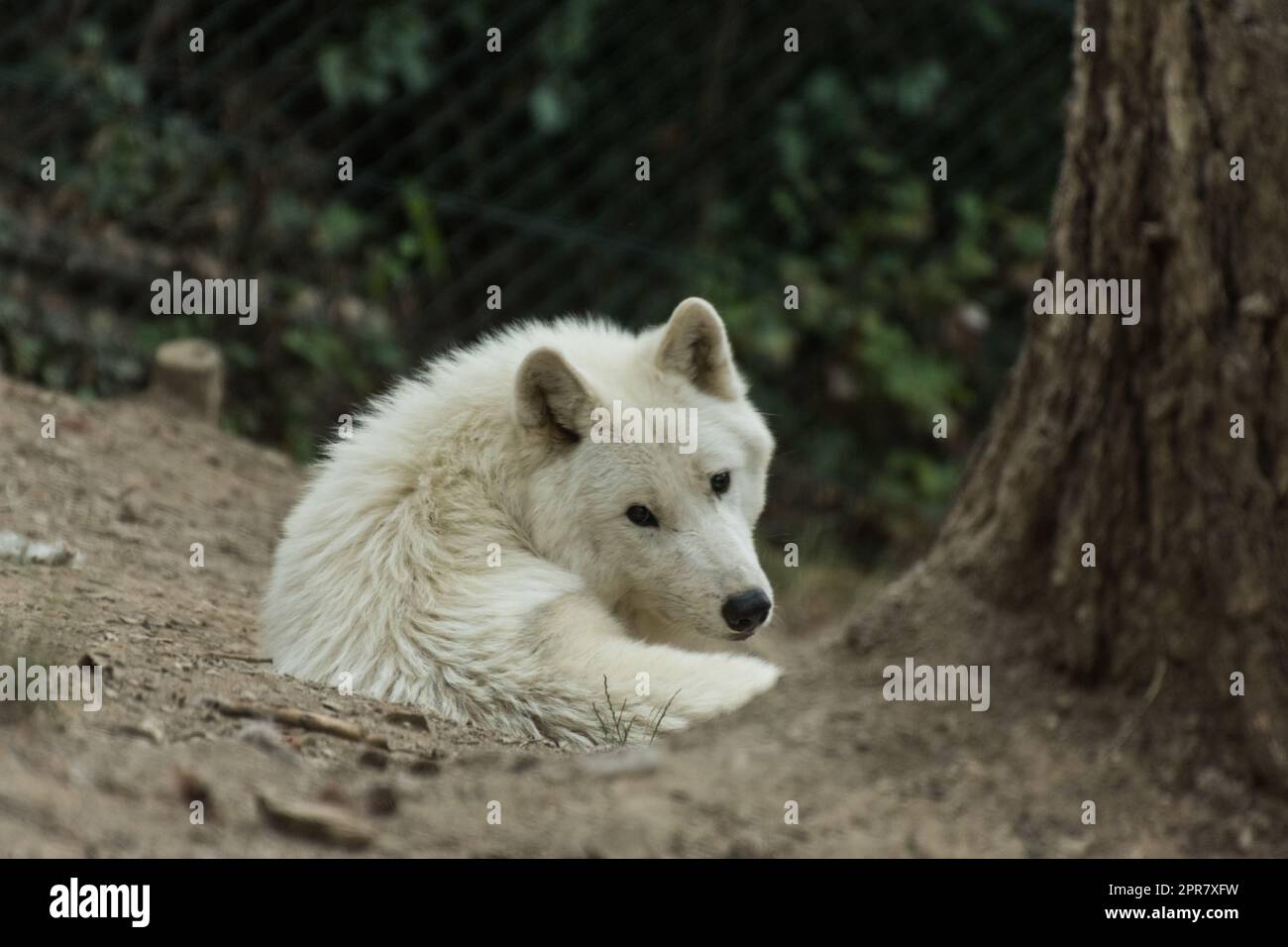 white arctic wolf lies on the ground and looks into the camera Stock ...