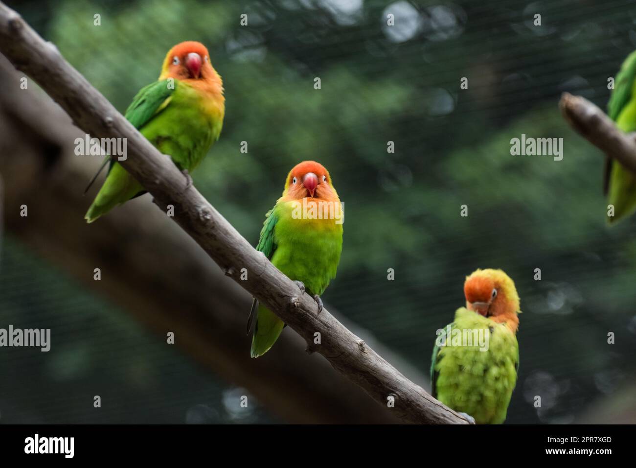 three dear lilians lovebird sitting on a bench Stock Photo - Alamy