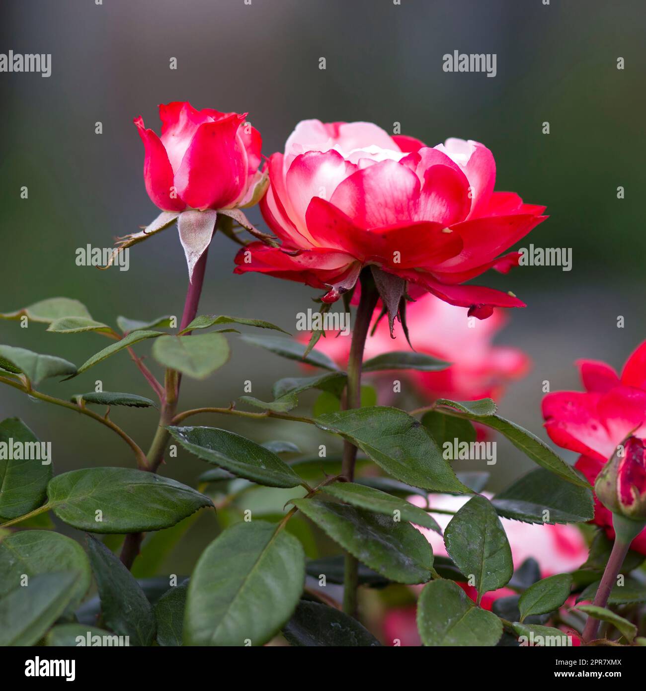 Garden red roses hi-res stock photography and images - Alamy