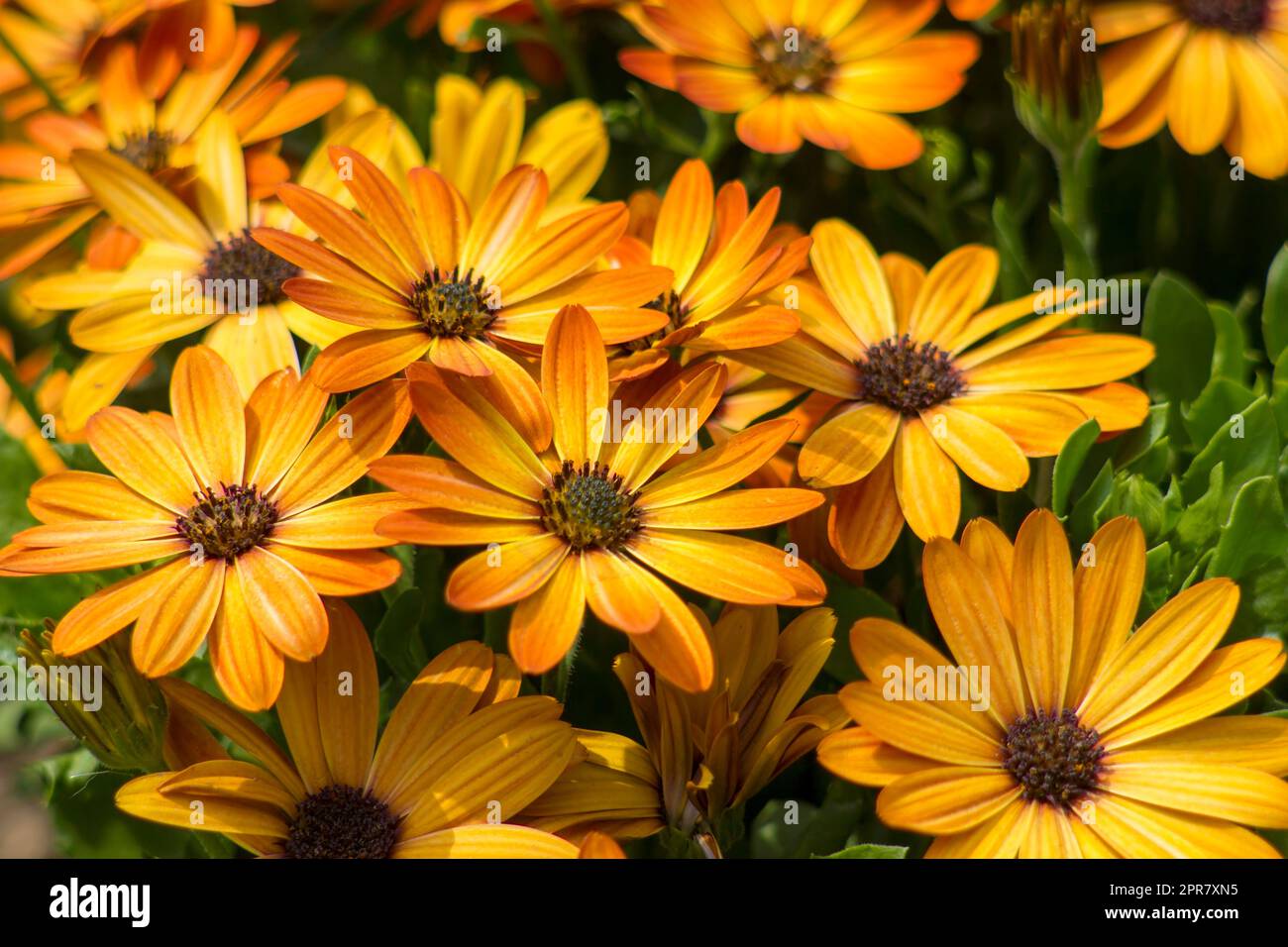 osteospermum - orange african daisy in the garden Stock Photo - Alamy