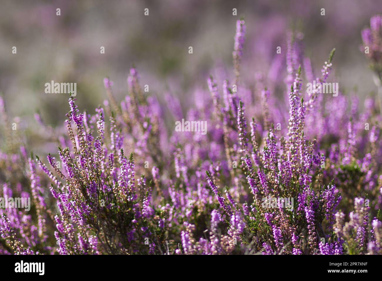 Blooming heather in National Park Maasduinen in the Netherlands Stock ...