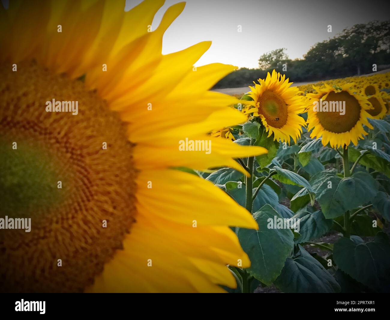 Sunflowers in a sunflower field in the evening light in summer Stock ...