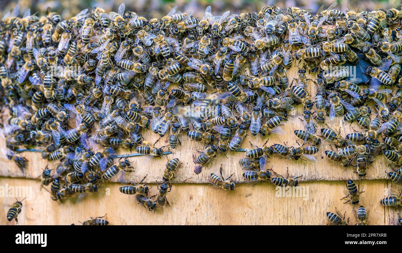Swarming bees. A swarm of bees flew out of a hive in an apiary Stock Photo - Alamy
