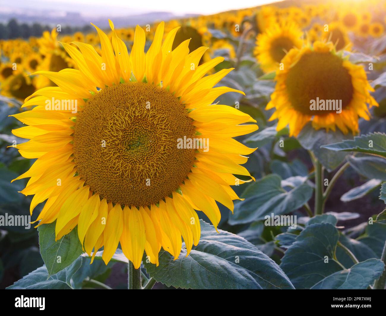 Sunflowers in a sunflower field in the evening light in summer Stock ...
