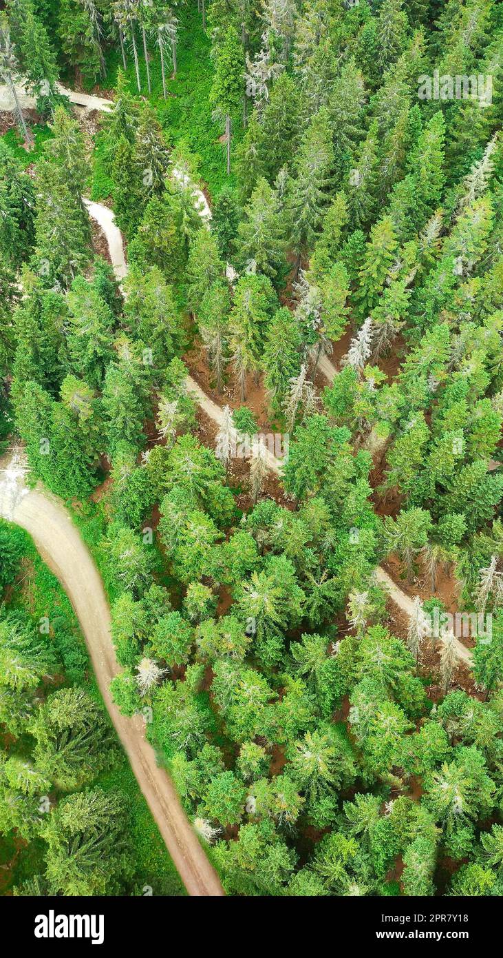 Aerial top down view of green forest Stock Photo - Alamy