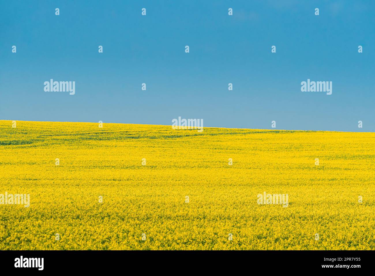 Rural Landscape With Blossom Of Canola Colza Yellow Flowers. Rapeseed ...