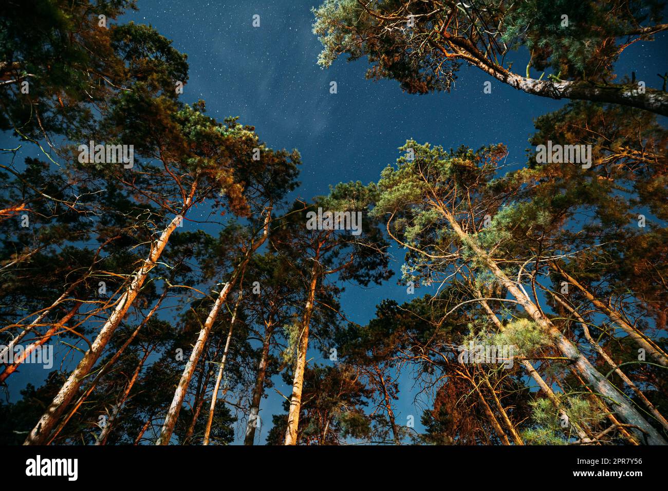Crown Of Pine Trees Woods Under Night Starry Sky. Night Landscape With ...