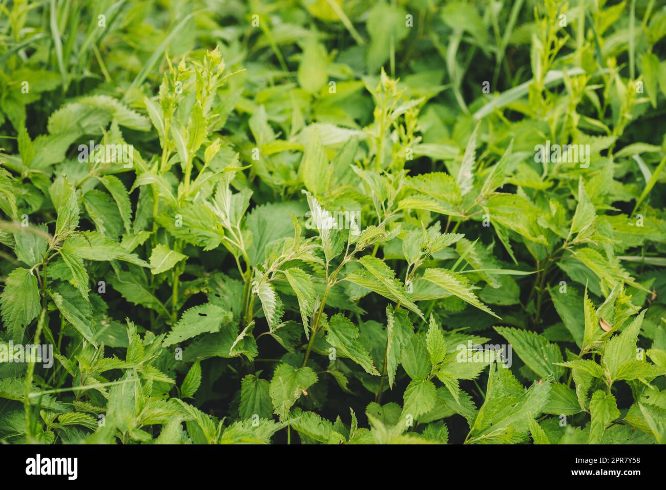 Twigs Of Wild Plant Nettle - Stinging Nettle - Urtica Dioica In Summer ...