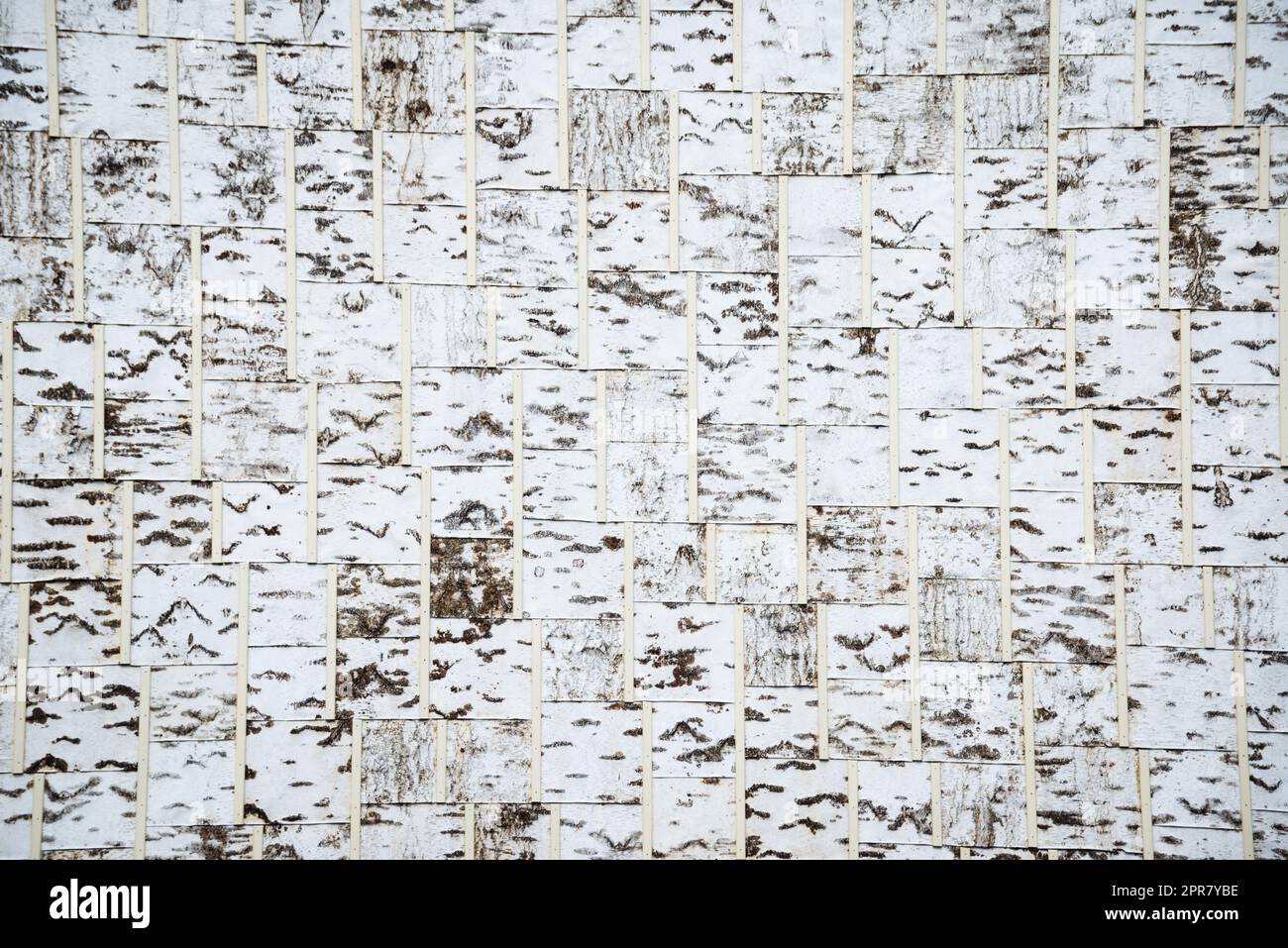 Birch tree bark texture Stock Photo - Alamy