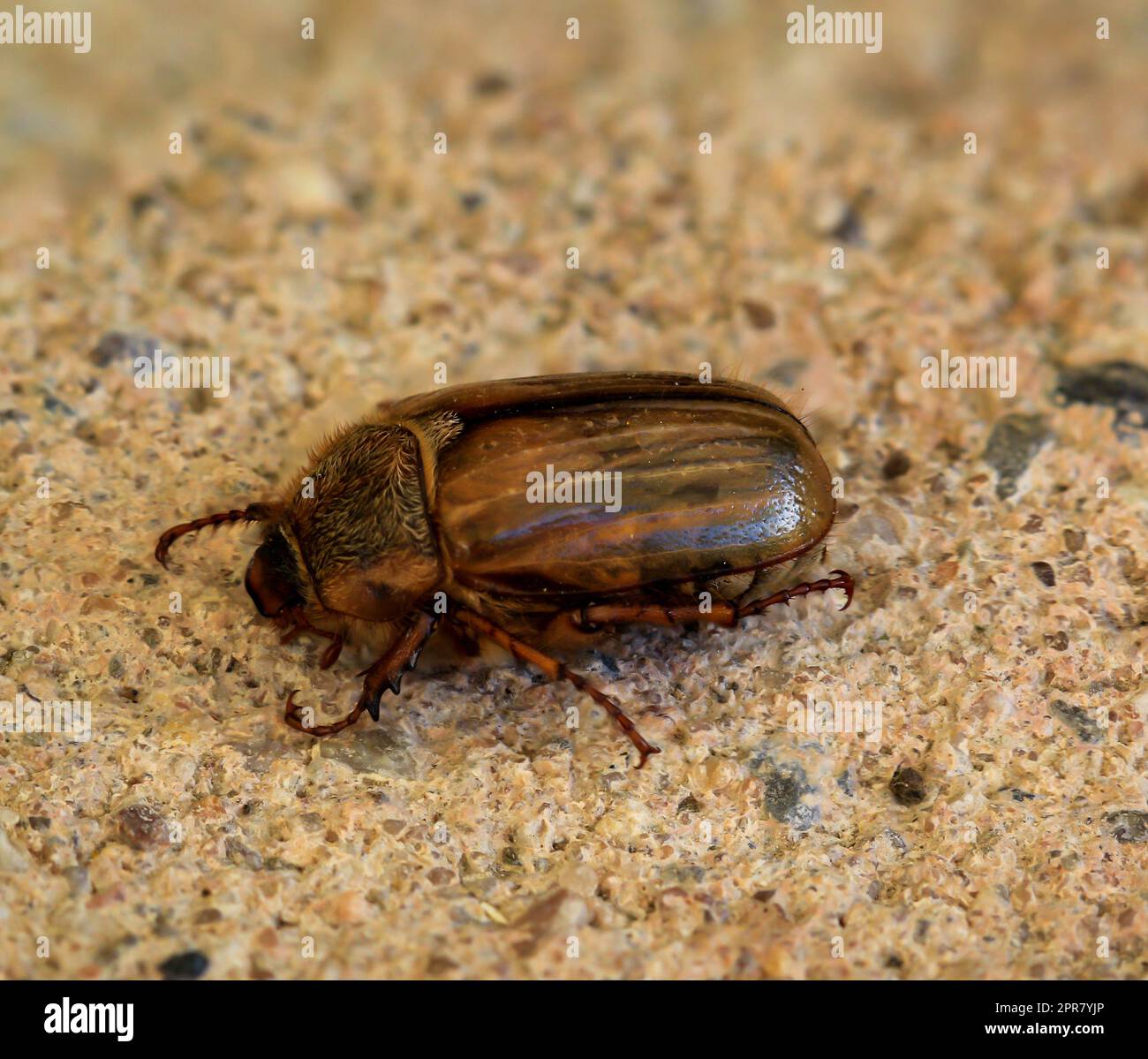 Close-up of a June beetle on a stone. They appear in masses in the ...