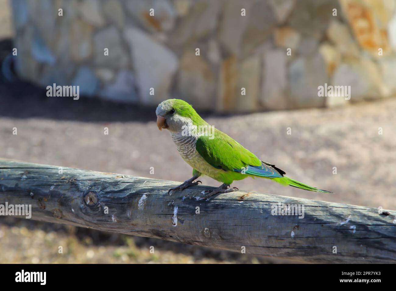 Rich parakeet hi-res stock photography and images - Alamy