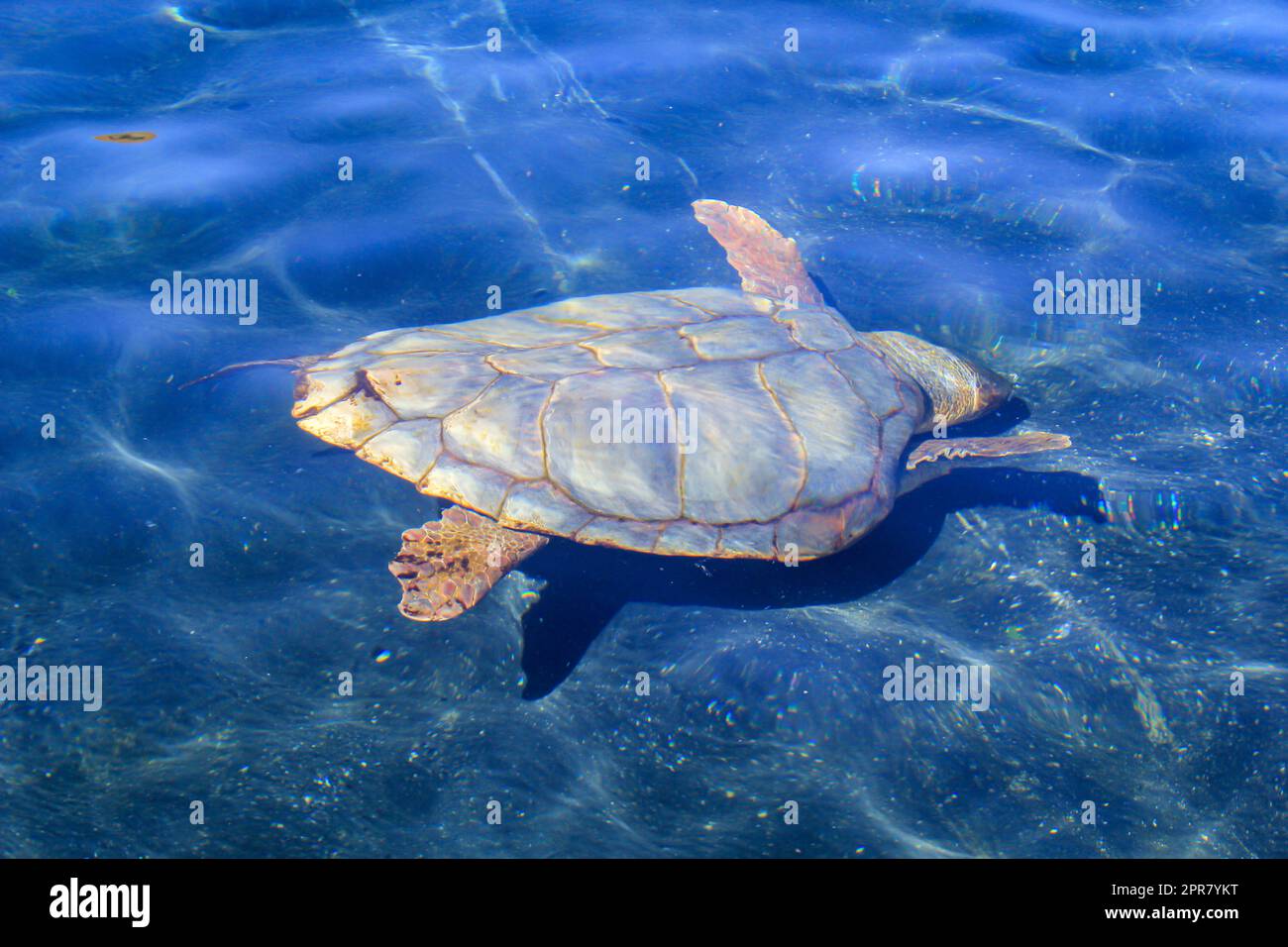 A picture of a protected sea turtle in the water. These turtles need ...