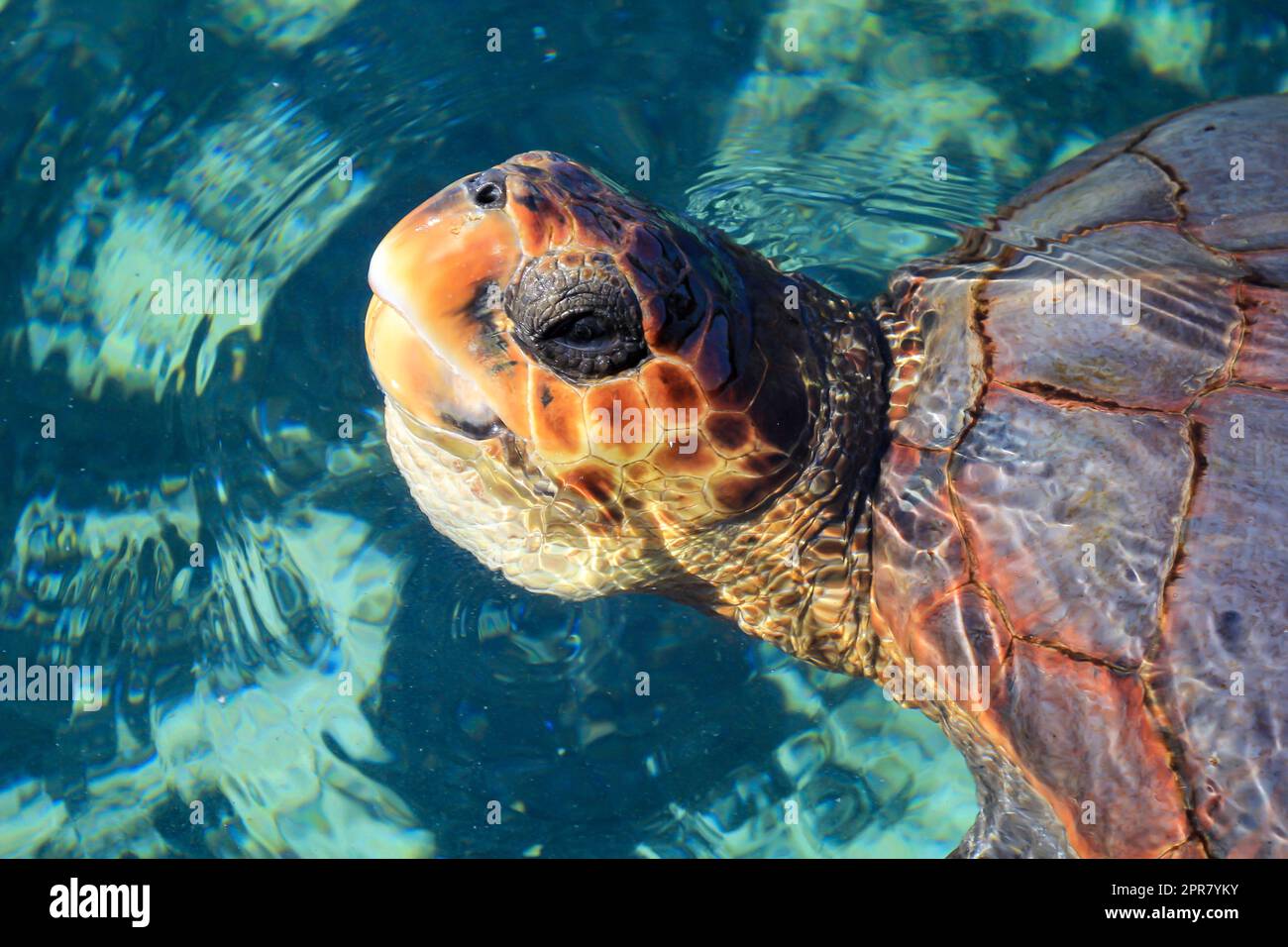 A picture of a protected sea turtle in the water. These turtles need ...