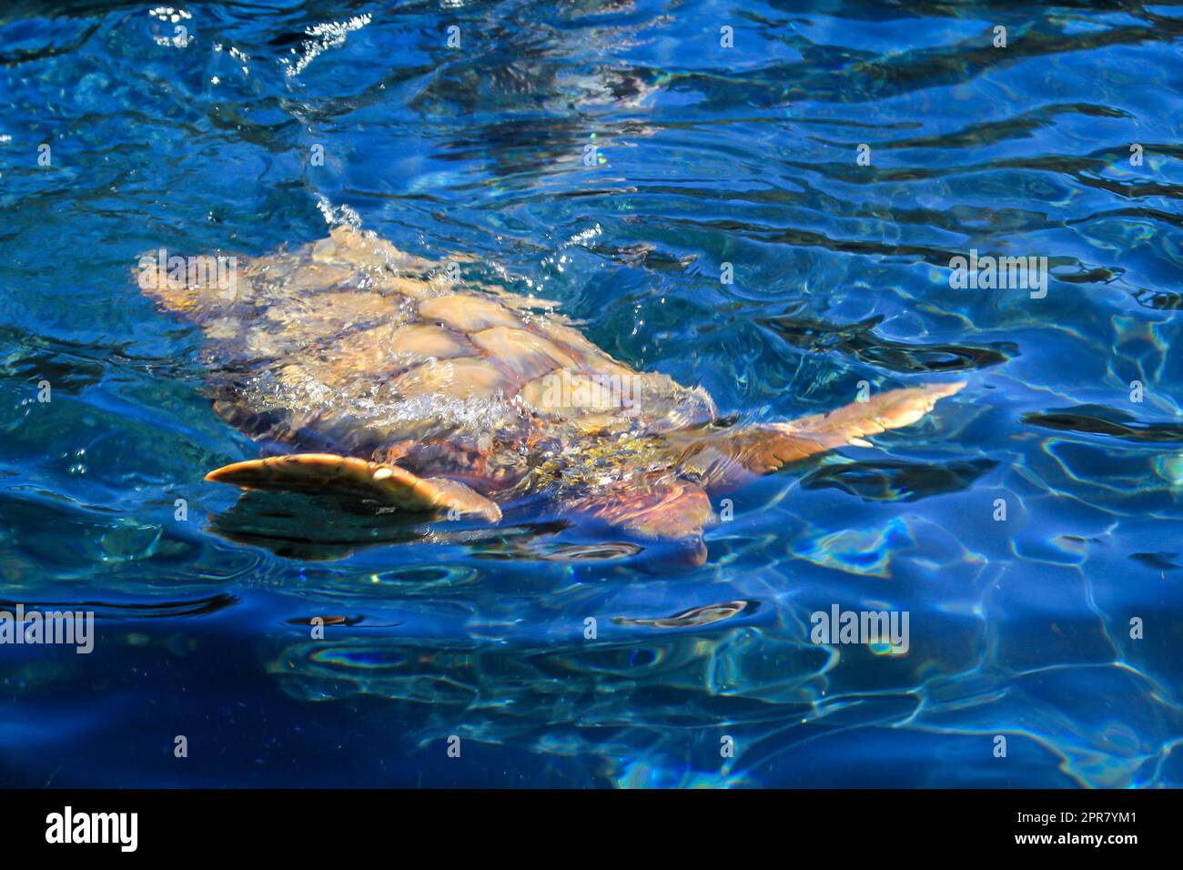 A picture of a protected sea turtle in the water. These turtles need ...