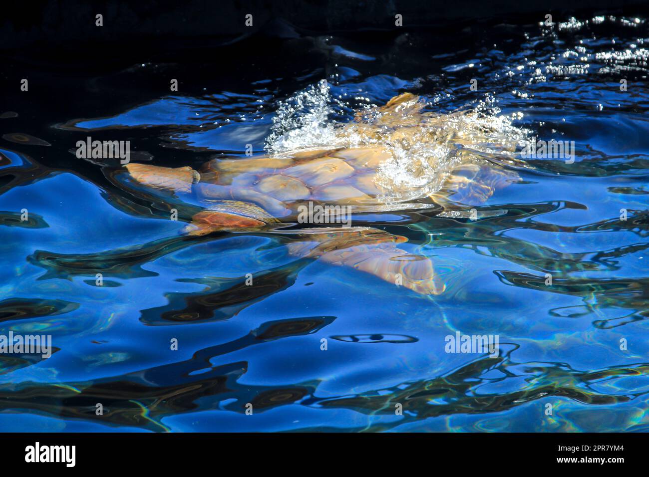 A picture of a protected sea turtle in the water. These turtles need ...