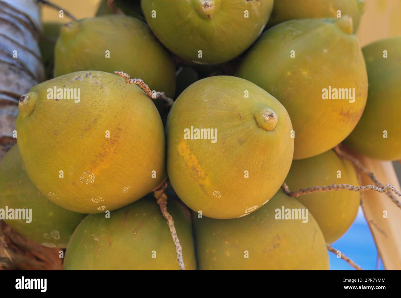 Plantations coconut palm hi-res stock photography and images - Alamy