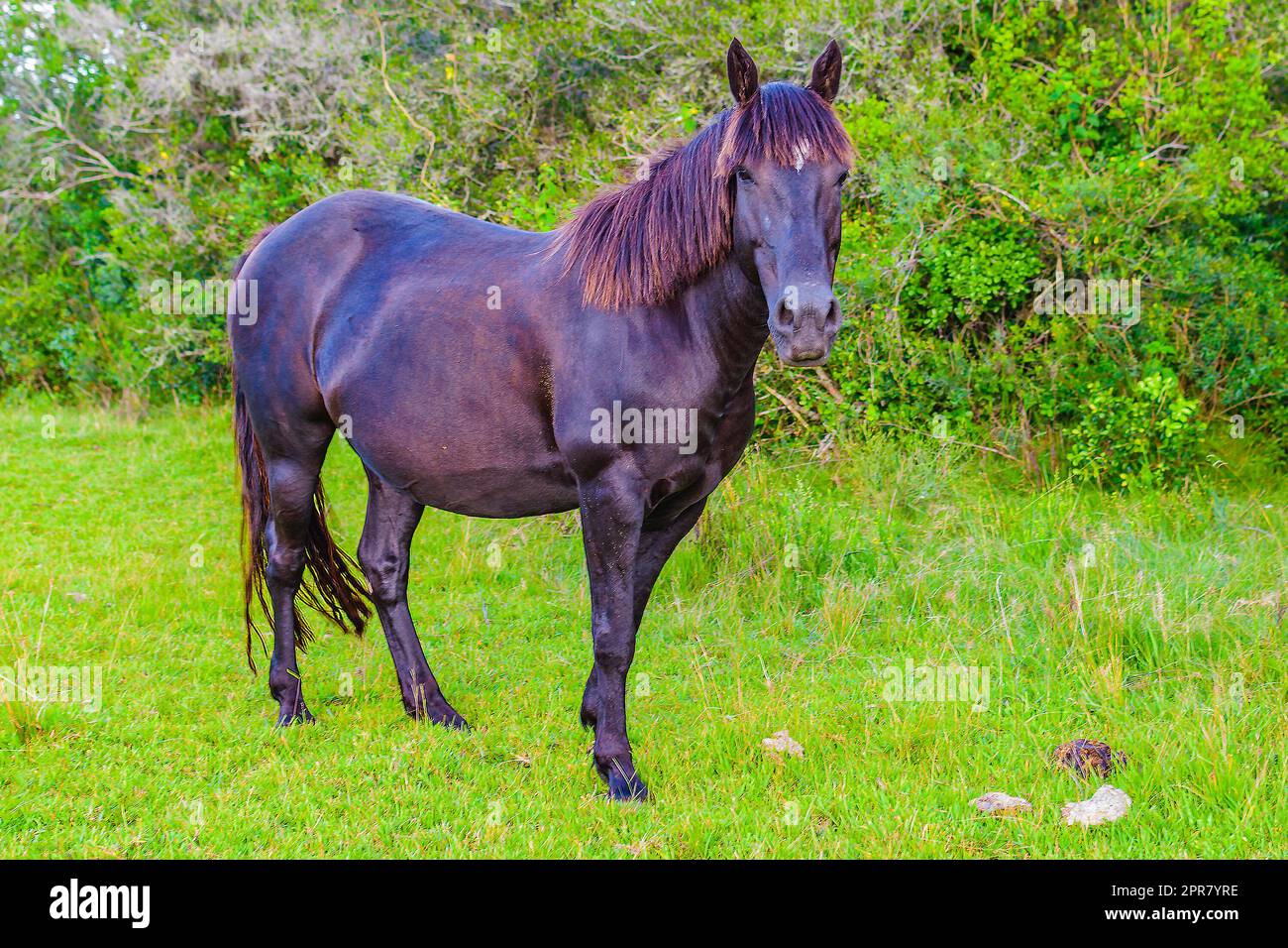 Black pregnant mare Stock Photo - Alamy